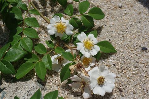 2015年夏至 bテリハノイバラ
