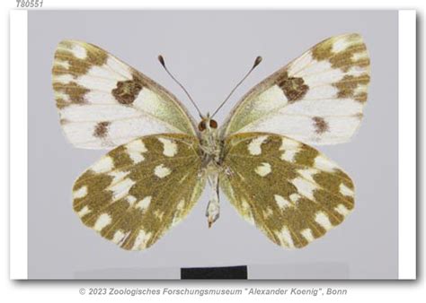 Pontia Daplidice Type Specimens