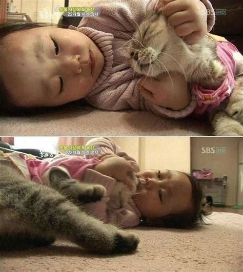 고양이  인스티즈 Instiz 이슈 카테고리