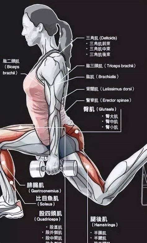 神奇的保加利亚分腿蹲及其进阶训练动作膝盖