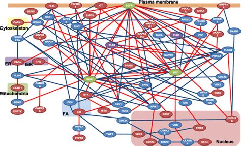 Hypothetical Network Relationships And Subcellular Localizations Of The Download Scientific