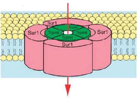 Large Hemispheric Infarction Peripheral Brain