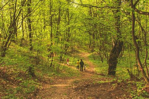 Bistriţa Civică Dezbatere Publică ”pădure Parc Codrişor” Puteţi Să