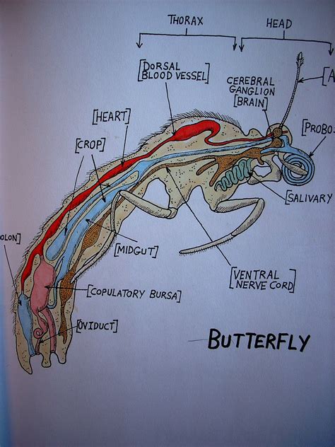 Pin By Steffani A On Animals Animal Anatomy Anatomy Butterfly Park