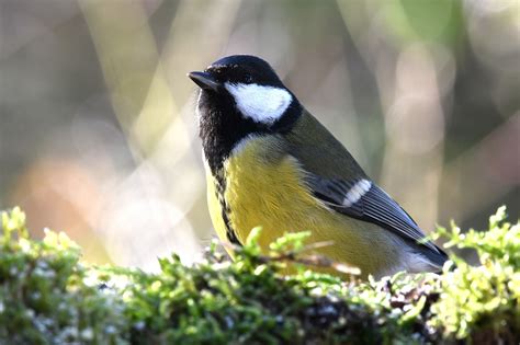 Great Tit Bird Forest Free Photo On Pixabay Pixabay