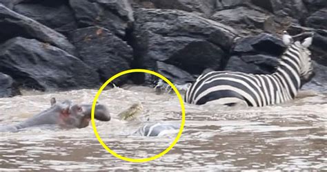 얼룩말이 악어에게 잡아먹히는 순간 하마가 보여준 ‘의외의 행동 Animalplanet