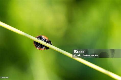 Bottom View Of Ladybug On Grass Blade Natural Green Background Stock
