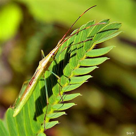 Rice Bug Stenocoris Bugguide Net