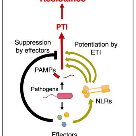 Schematic Representation Of The ‘circular Model Of Plantpathogen