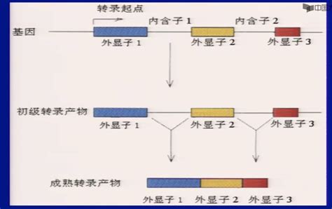 分子生物学 第三章 基因、基因组及基因组学