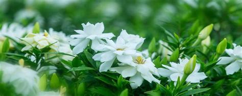夏天很香的白色花叫什么 花期有多久 养花技巧 长景园林网