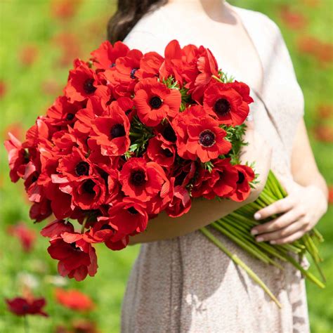 Red Anemone Bouquet