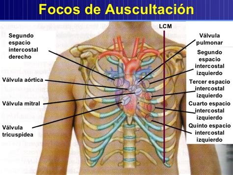 Aparato Cardiovascular1