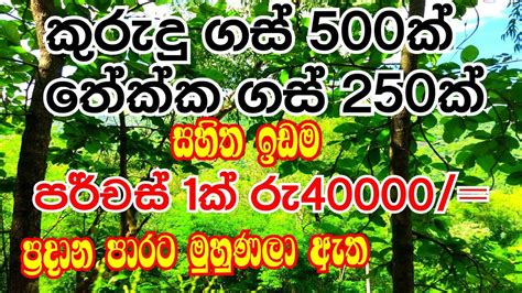 කුරුදු ගස් 500ක් තේක්ක ගස්250ක් සහිත පර්චස්249ක් ඉඩම විකිණීමට