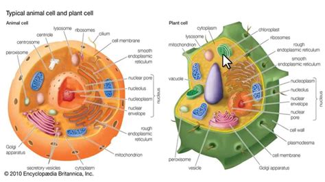 Mappe Per La Scuola La Cellula Eucariota E Procariota