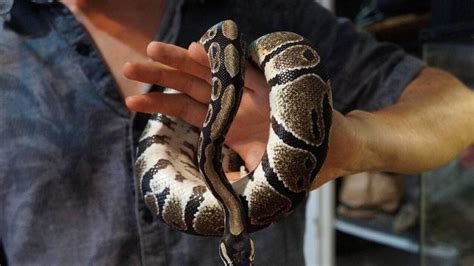 Il Oublie Son Python Dans Un Bus En Normandie