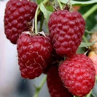 Купить малину в Минске - Саженцы малины с доставкой по Беларуси