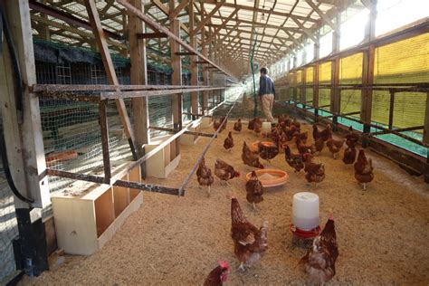 にわとりの幸せを考えるケージ飼いと平飼い たまごの通販 まつもとたまご