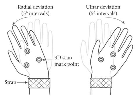 A Ulnar Deviation And Radial Deviation Of The Wrist And B