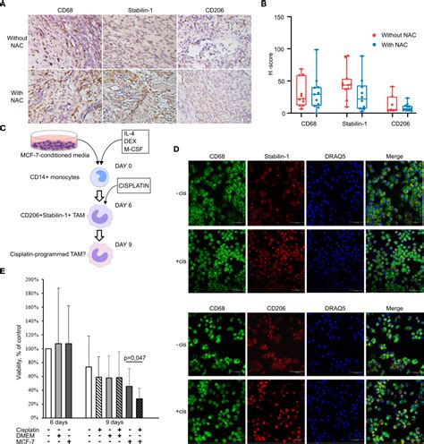 Frontiers Tumor Associated Macrophages Respond To Chemotherapy By