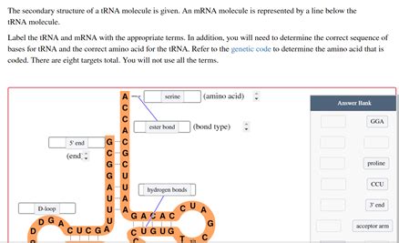 Solved The Secondary Structure Of A TRNA Molecule Is Given Chegg Com