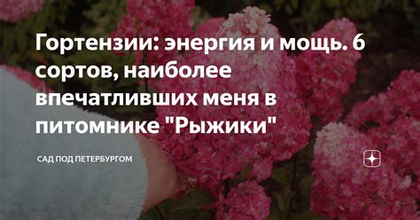 Гортензии энергия и мощь 6 сортов наиболее впечатливших меня в питомнике Рыжики Сад под