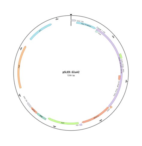 Addgene Psled Glua2