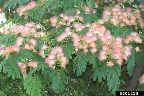 Atlantas Top Invasive Plants A To Z Expanded List Trees Atlanta