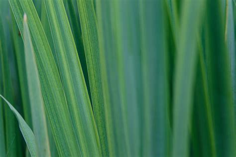 녹색 홍채 잎의 배경입니다 추상적 인 자연 질감과 배경 유기 패턴의 매크로보기 공간을 복사합니다 설계용 템플릿 계절에 대한 스톡 사진 및 기타 이미지 Istock
