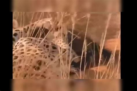 实拍花豹捕杀蜜獾，平头哥这次遇上狠货了