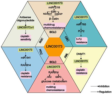 Cancers Free Full Text Long Intergenic Non Protein Coding Rna 173