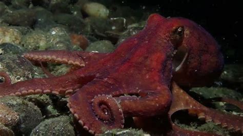 Feinting With An Eastern Pacific Red Octopus Three Tree Point Wa Usa Youtube