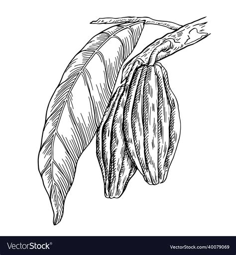 Cocoa Tree Hand Drawn Ink Royalty Free Vector Image