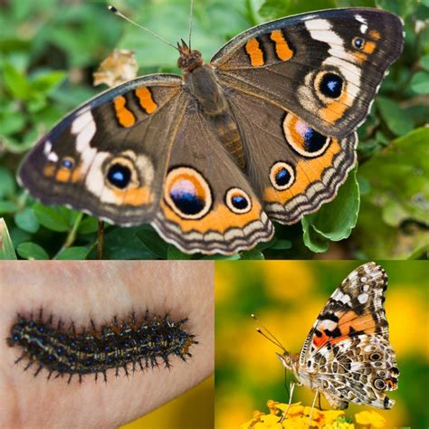 How To Identify 11 Common Butterfly Species Butterfly Species