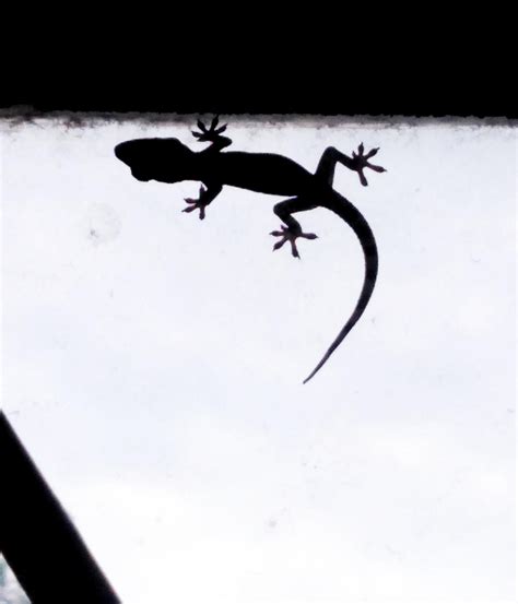 Geitjie By Alliecat67 On Deviantart