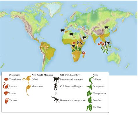 1 Primate Distribution As Shown On This Map Primates