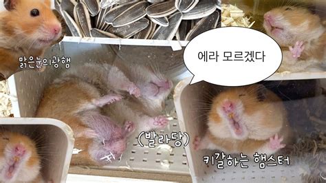 Vlog • 골든햄스터 브이로그 4편 ㅣ 햄스터 둔둔이의 갓생 엿보기 Youtube