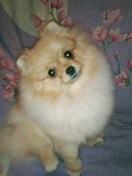 Лучший подарок для любимых Предлагаю Шикарную девочку помераночку 17 07 22 гр Девочка