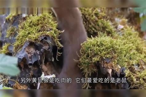黄鼠狼浑身都是宝，为啥很少有人进行养殖呢？答案来了