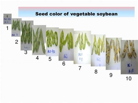 Ppt Physiological Maturity And Effect Of Seed Priming On Germination Ability Of Vegetable