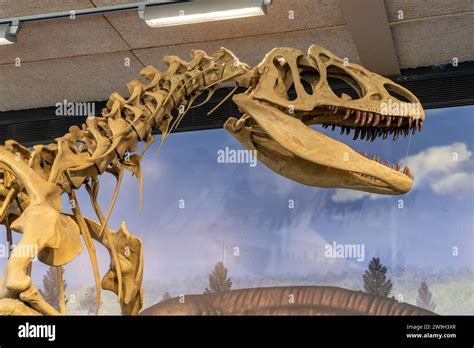Detail Of The Skull And Neck Of An Allosaurus Fragilis In The Quarry Exhibit Hall At Dinosaur