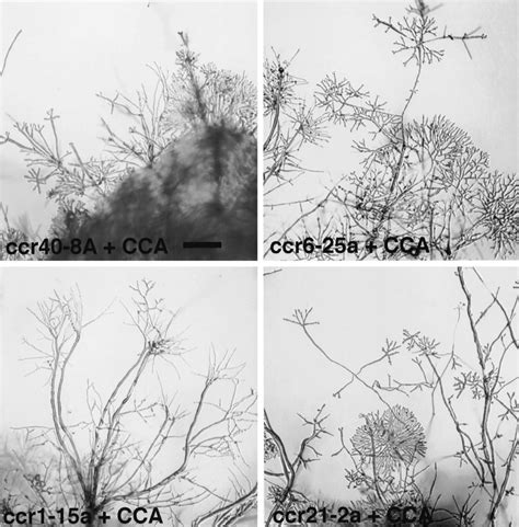 Effect Of Cca On Hyphal Morphology At Ph 72 After 48 H Of Growth Four