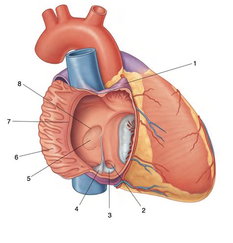 Right Atrium Diagram Quizlet