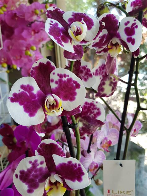 Sobno Cveće Vaše Biljke Više Nikada Neće Propasti Cvecara Elite