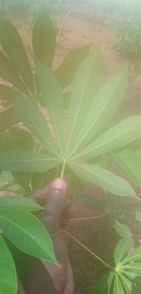 Cassava Whitefly Datasetsingle Category Object Detection Dataset By
