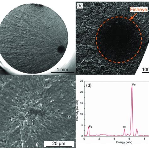 Typical Morphologies Of The Fatigue Crack Initiated From A Spinel