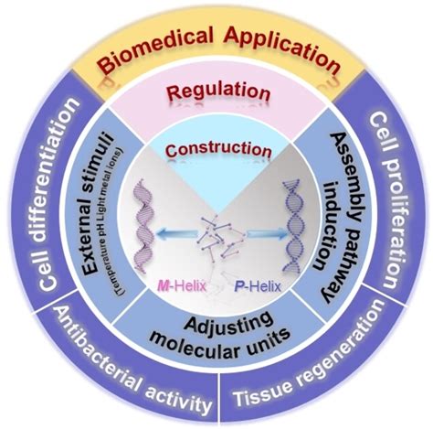 Chiral Supramolecular Assemblies Controllable Construction And