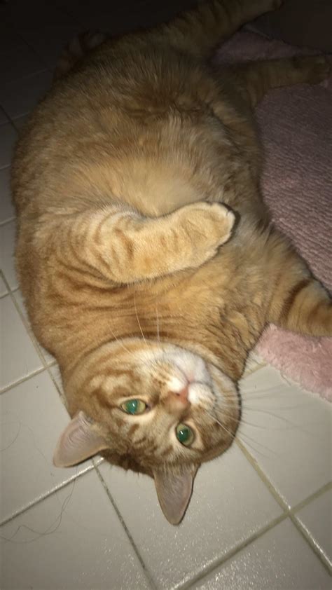 My Chubby Cat Aww