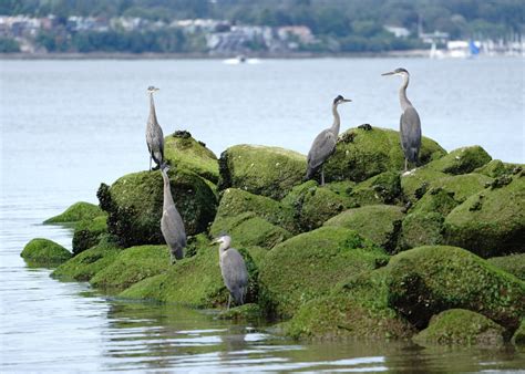 A Gang Of Herons Figure Out The Sea