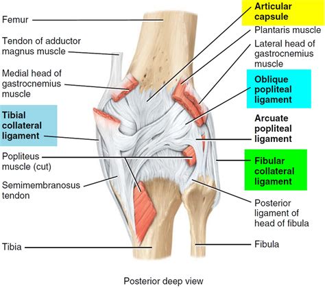 ACL Injury Symptoms Acl Injury Test Treatment Recovery Time